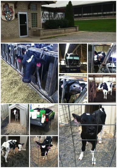 An Extraordin-DAIRY Adventure