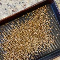 How To Make Roasted Lentils | An easy, high protein snack!